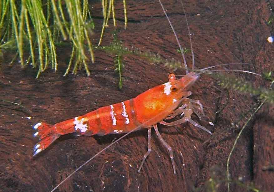 Crystal Red Shrimp - Grades | Care | Size | Breed | Facts | Traits ...