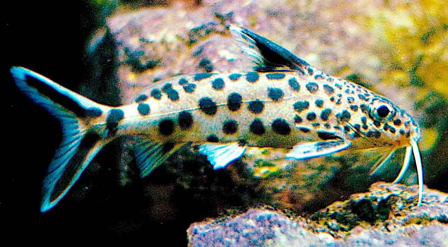Cuckoo Catfish - Care | Size | Tank Mates | Lifespan | Breeding - SeaFish