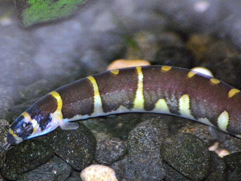 Kuhli Loach - Traits | Care | Food | Size | Tank | Lifespan | pH - SeaFish