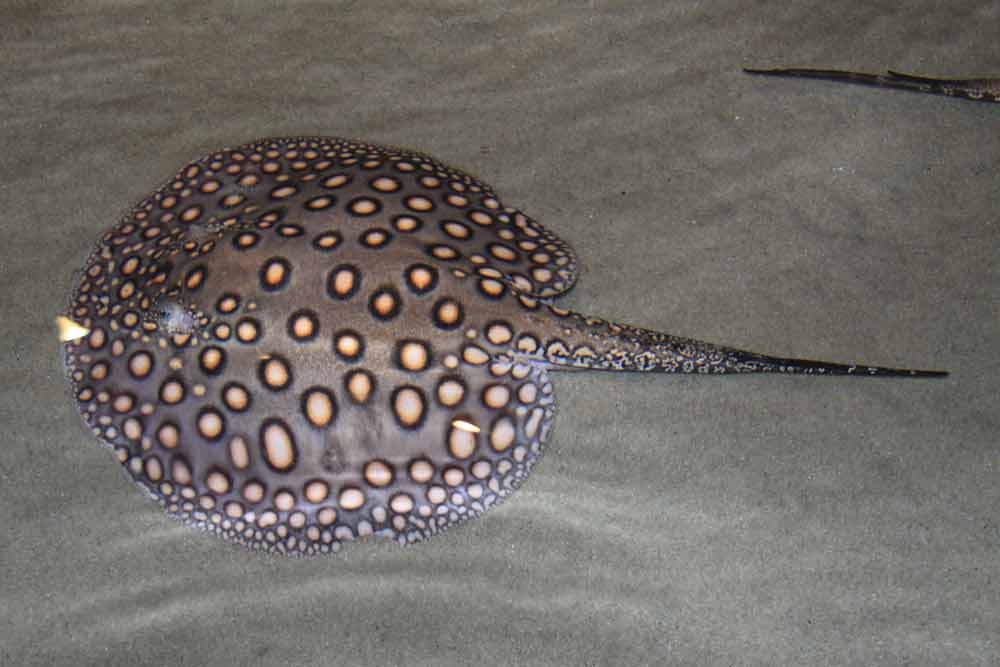 Motoro Stingray - Facts | String | Size | Diet | Traits | Lifespan ...
