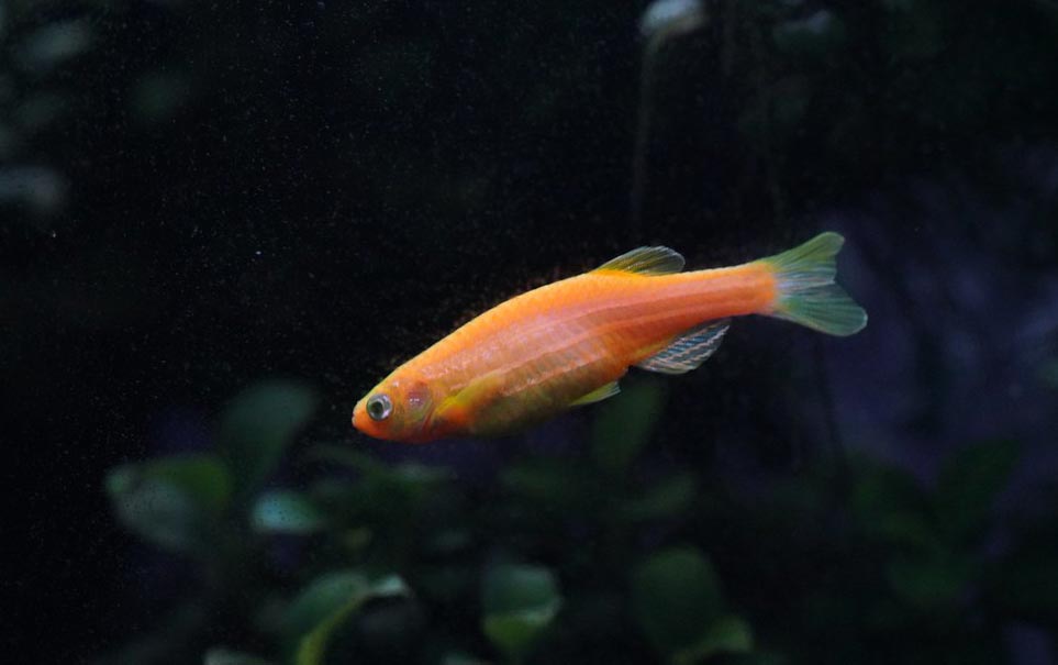 Fluorescent Zebrafish - Habitat | Diet | Behavior | Traits | Breed ...