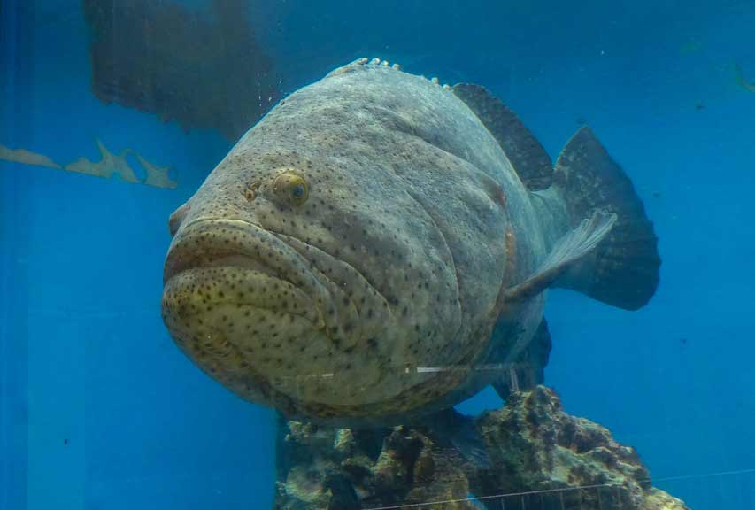 Atlantic Goliath Grouper - Jewfish Profile | Traits | Facts | Catch ...