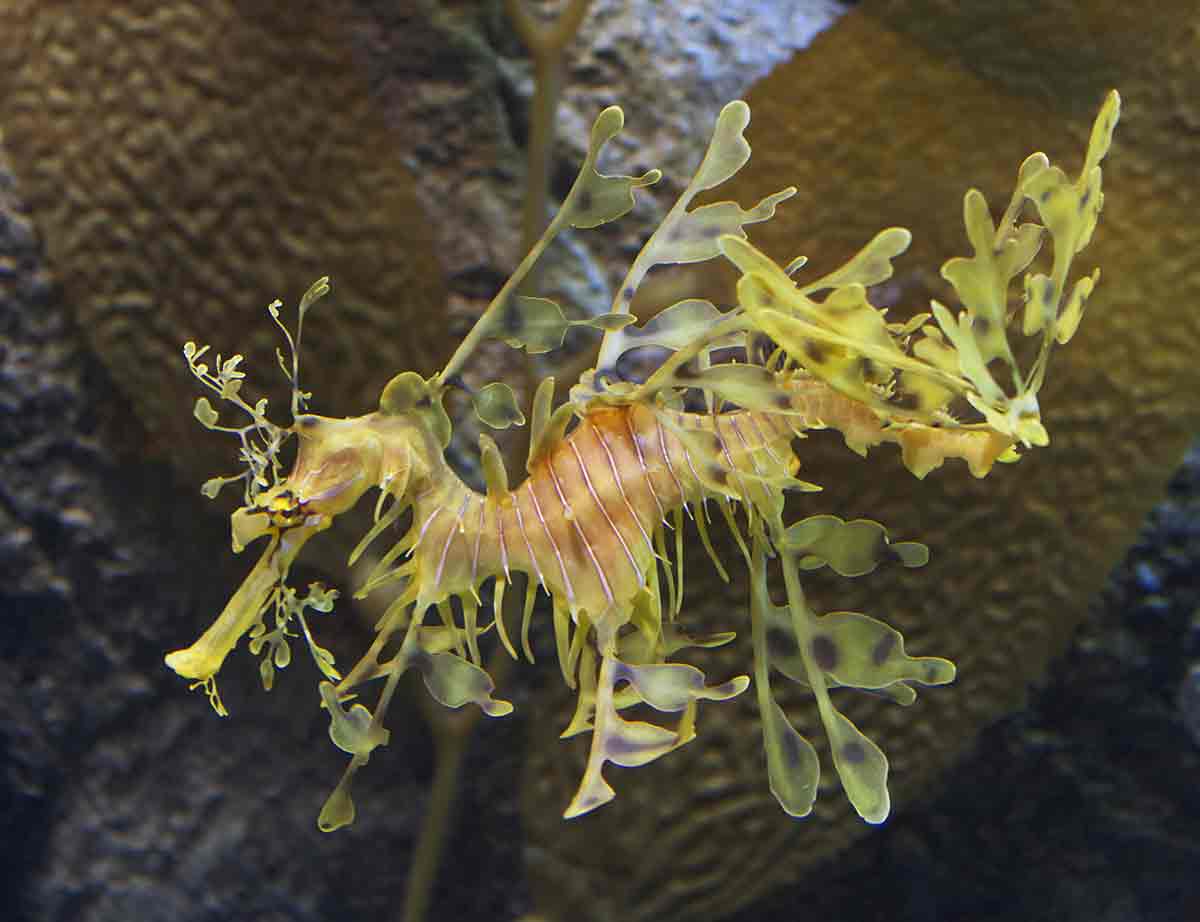 Leafy Seadragon – Profile | Traits | Diet | Breeding | Facts - SeaFish