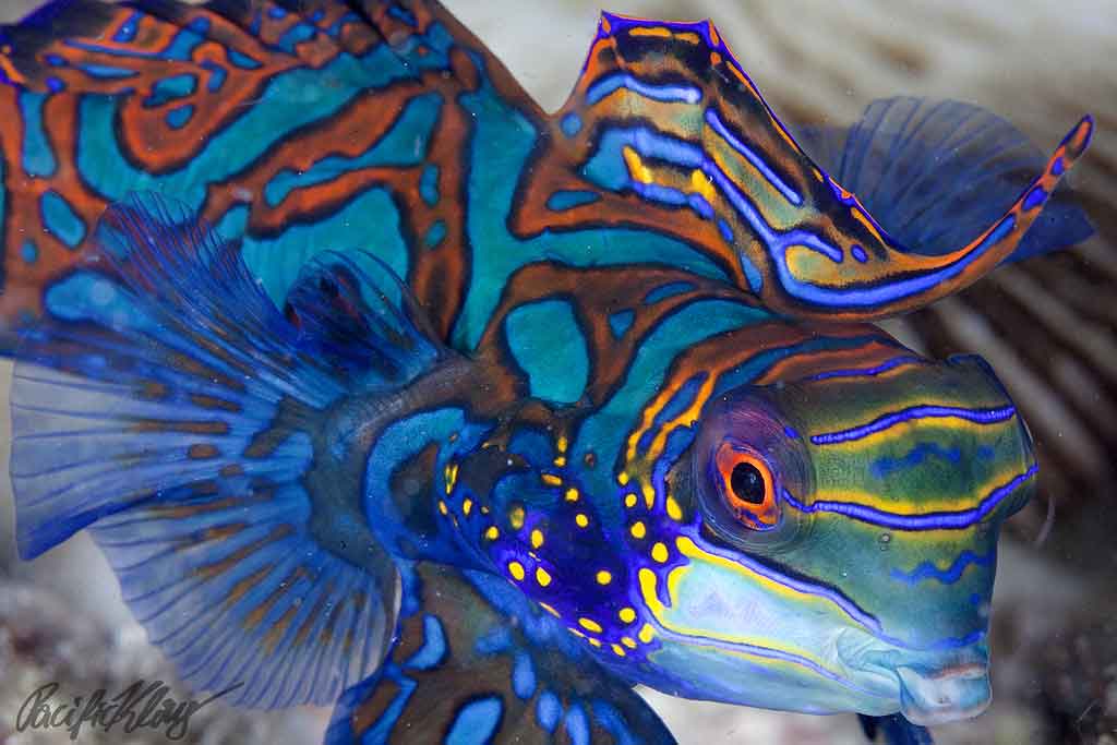 Mandarin Dragonet – Profile | Traits | Diet | Breeding | Care - SeaFish