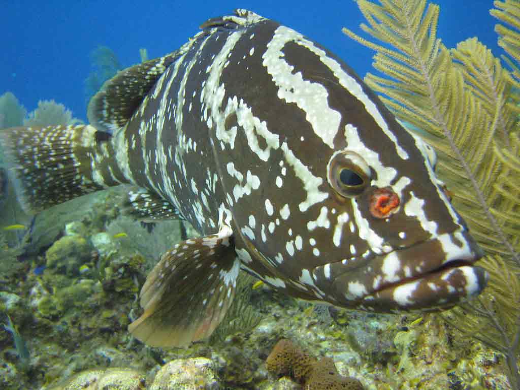 Nassau Grouper - Profile | Traits | Diet | Breeding | Facts - SeaFish Nassau Grouper - Profile | Traits | Diet | Breeding | Facts - SeaFish