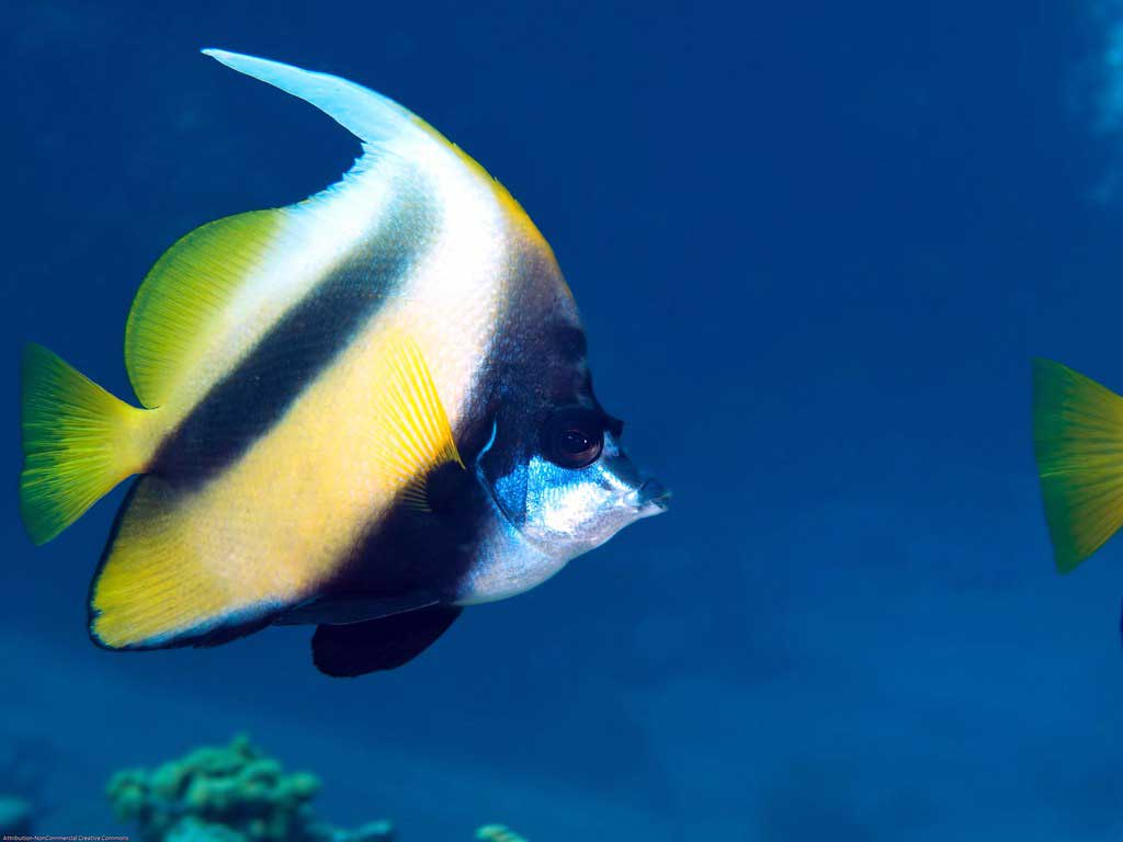 Pennant Coralfish – Profile | Traits | Diet | Behavior | Care - SeaFish