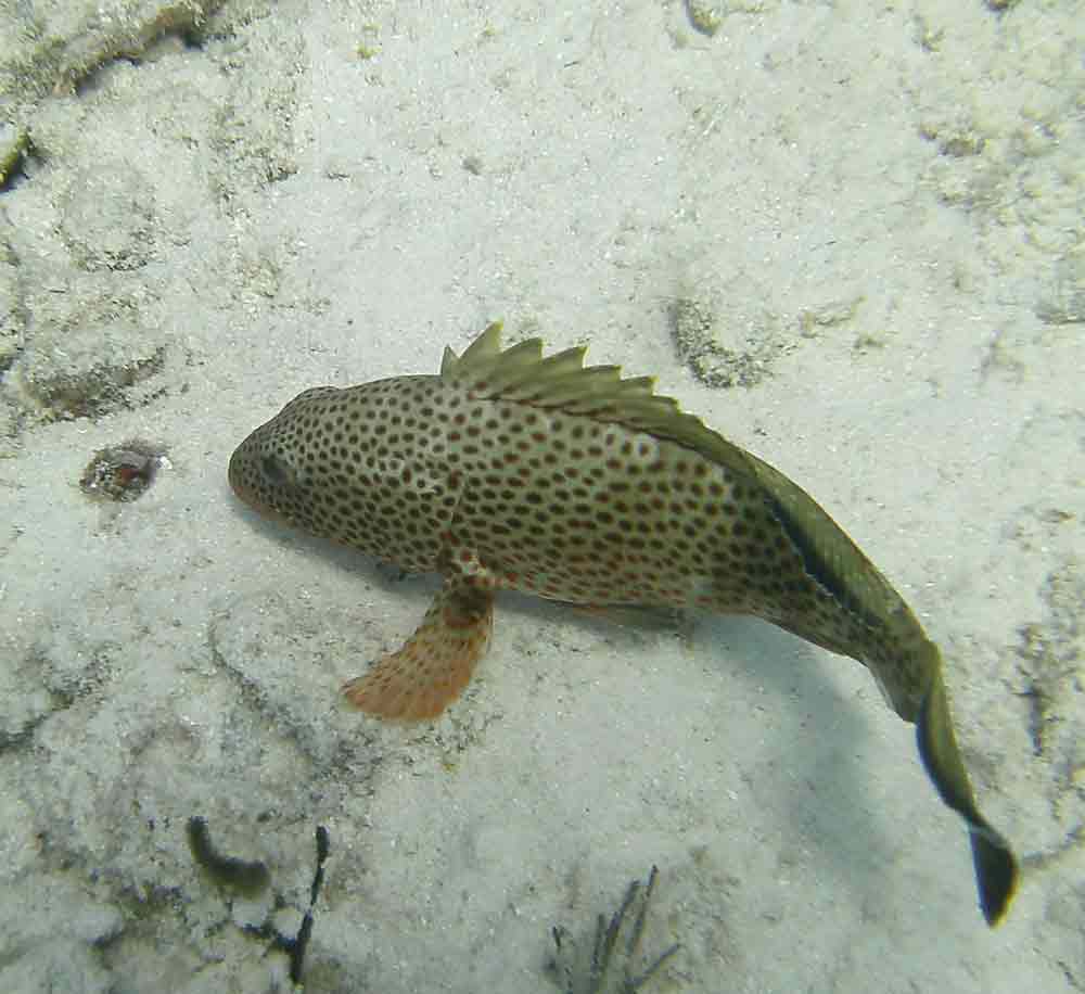 Rock hind - Profile | Traits | Facts | Diet | Habitat | Breeding - SeaFish