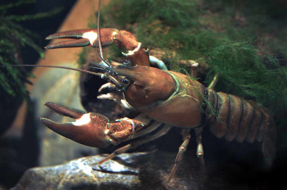 Signal Crayfish - Profile | Traits | Facts | Cook | Catch - SeaFish