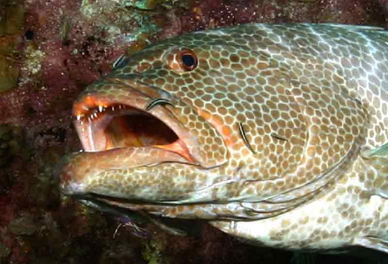 Tiger Grouper - Profile | Traits | Facts | Biology | Habitat - SeaFish