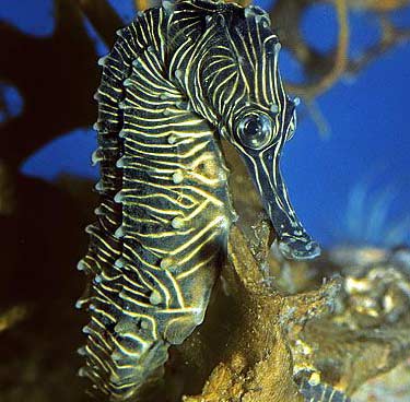 Zebra Seahorse - Profile | Traits | Facts | Breeding | Care - SeaFish