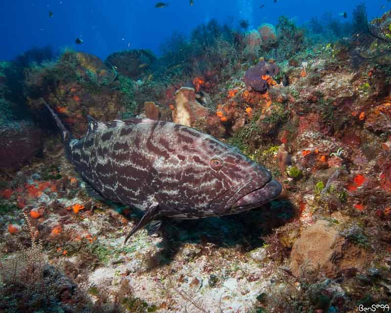 Black Grouper - Profile | Traits | Facts | Diet | Biology | Catch - SeaFish