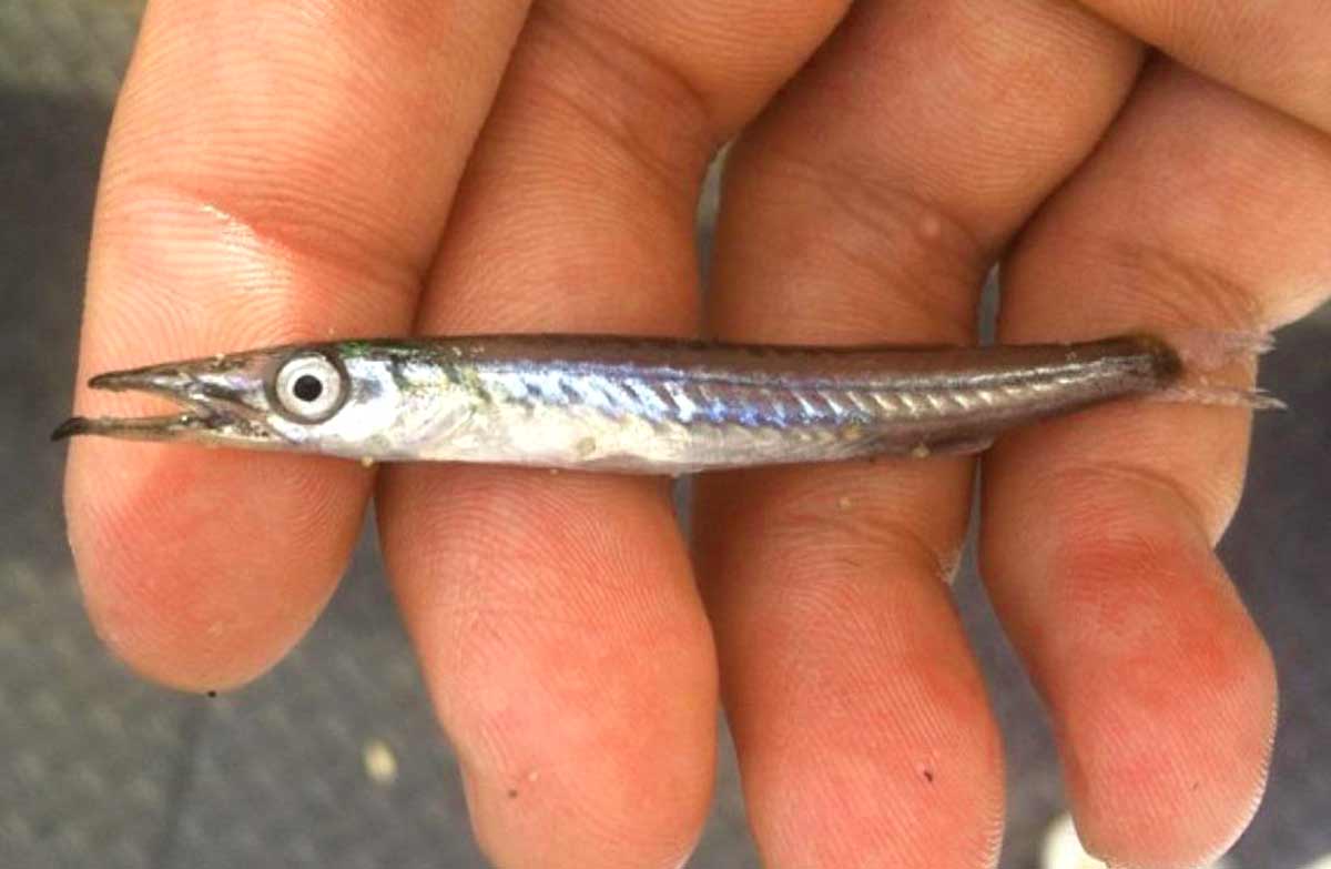 Baby Barracuda Fish: Profile, Growth, Life Cycle, Research - SeaFish