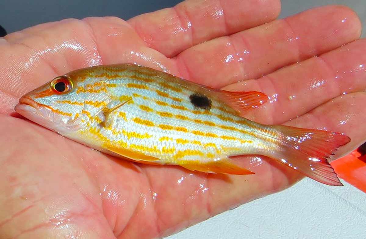 Lane Snapper Fish: Profile, Traits, Facts, Taste, Size, Fishing - SeaFish